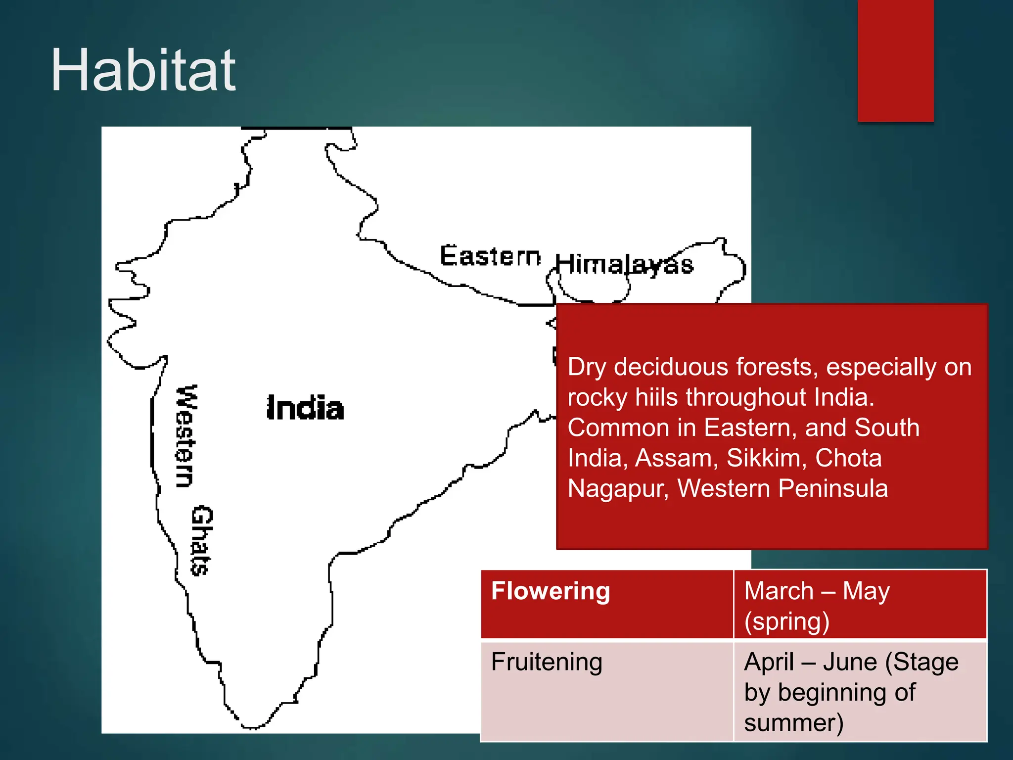 3. kanchnara is a medium sized tree. It has many therapeutic uses | PPTX