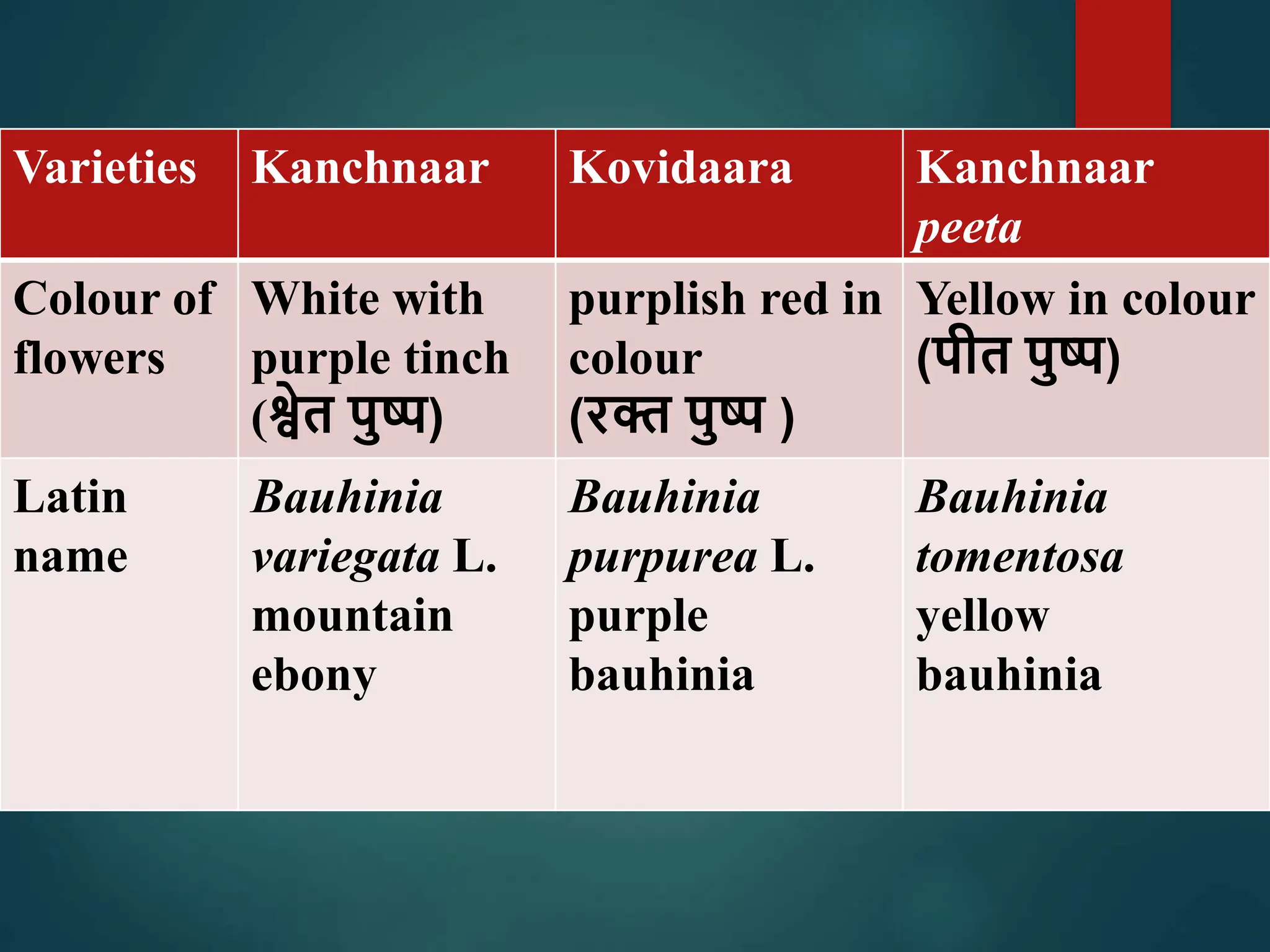 3. kanchnara is a medium sized tree. It has many therapeutic uses | PPTX