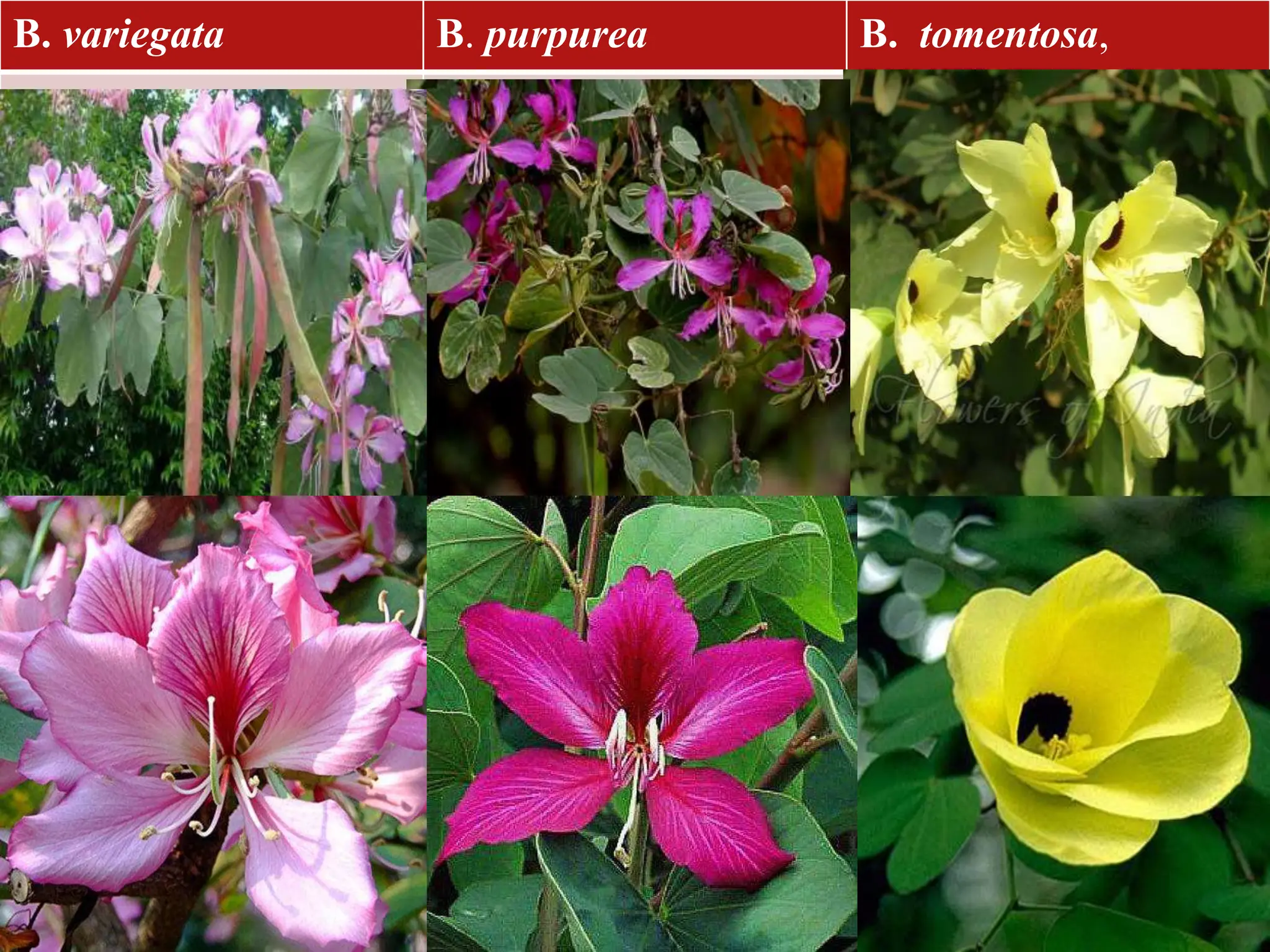 3. kanchnara is a medium sized tree. It has many therapeutic uses | PPTX