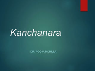 3. kanchnara is a medium sized tree. It has many therapeutic uses | PPTX