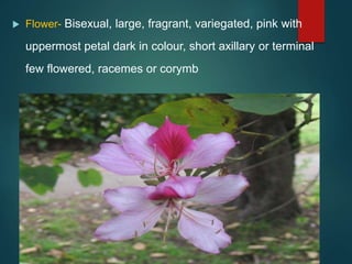 3. kanchnara is a medium sized tree. It has many therapeutic uses | PPTX