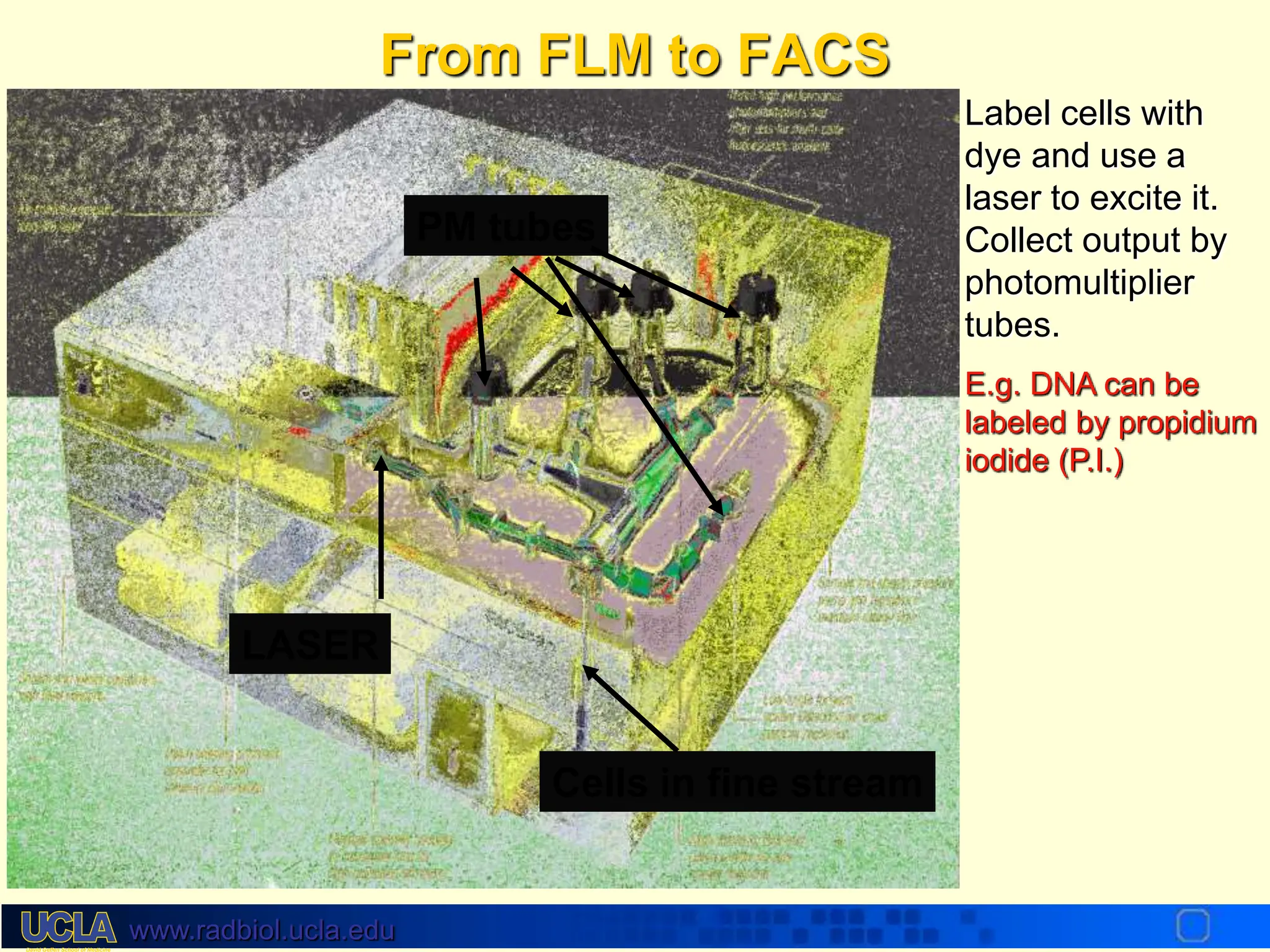Radiation targets - cell proliferation, cell death and survival | PPT