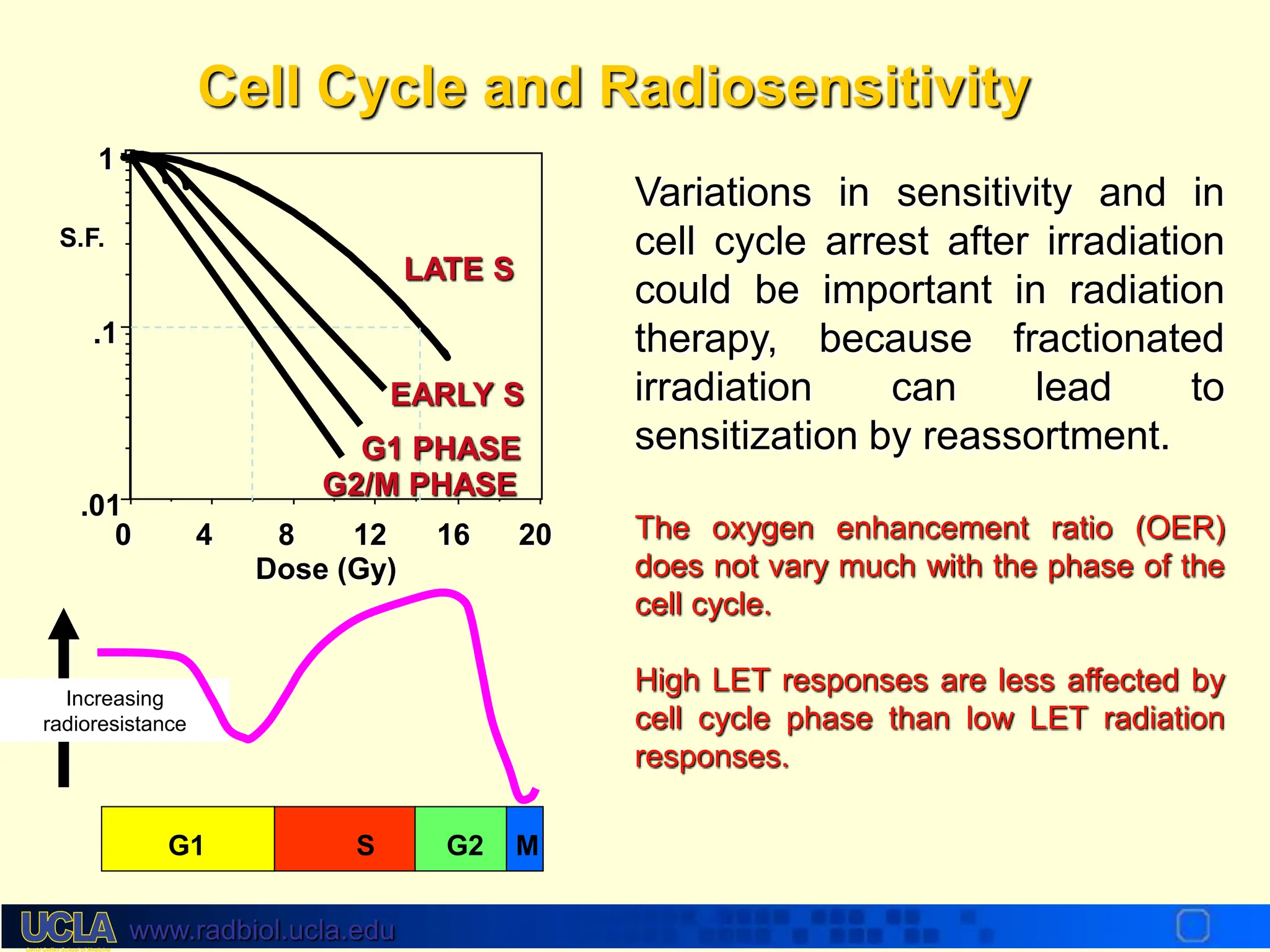 Radiation targets - cell proliferation, cell death and survival | PPT