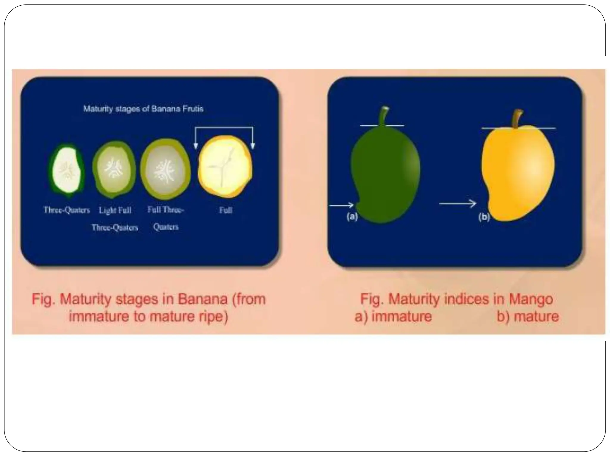 3. Maturity_indices_of_fruits_and_vegetable.pptx | Agriculture | Industries