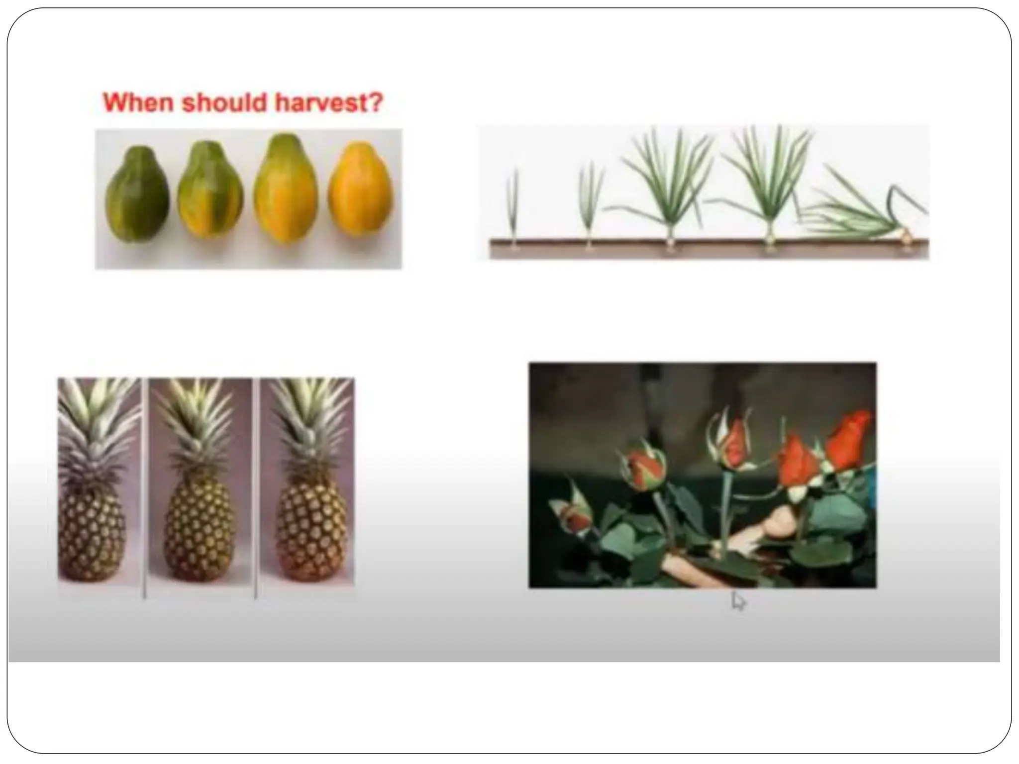 3. Maturity_indices_of_fruits_and_vegetable.pptx