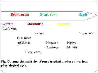 3. Maturity_indices_of_fruits_and_vegetable.pptx
