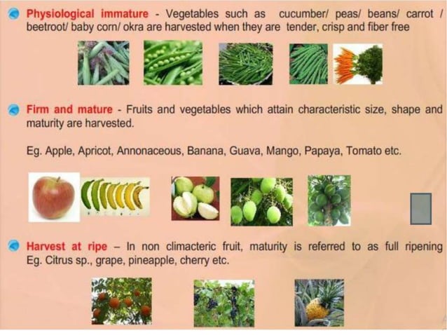 3. Maturity_indices_of_fruits_and_vegetable.pptx | Agriculture | Industries
