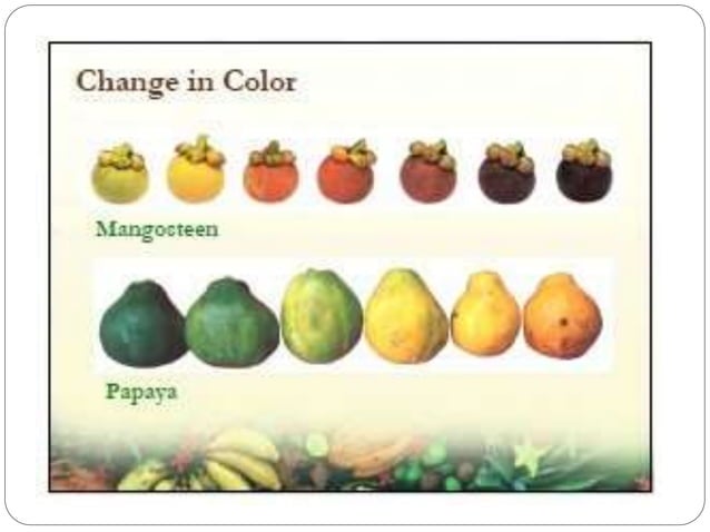 3. Maturity_indices_of_fruits_and_vegetable.pptx | Agriculture | Industries
