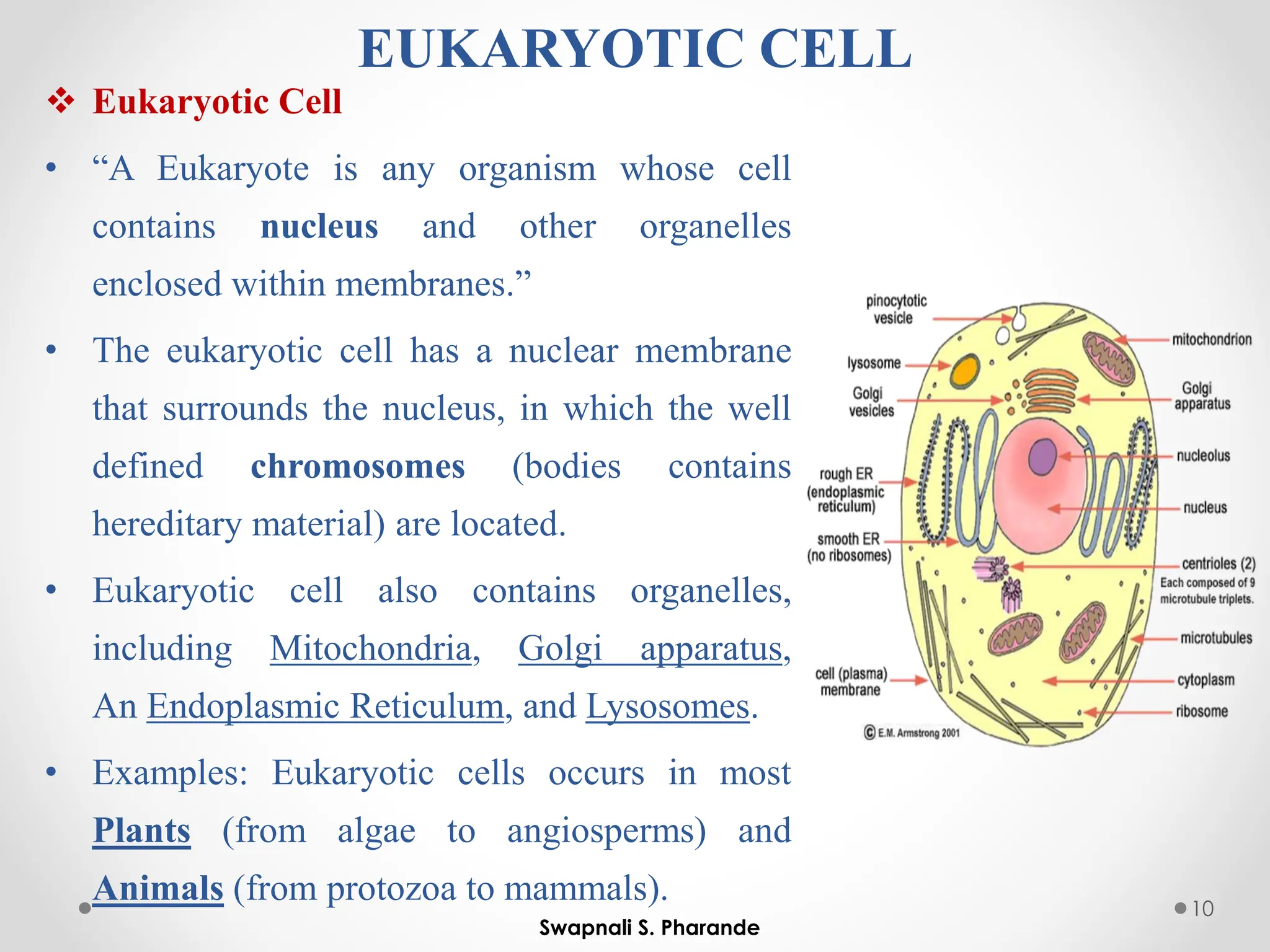 Introduction to Prokaryotes and Eukaryotes.pdf