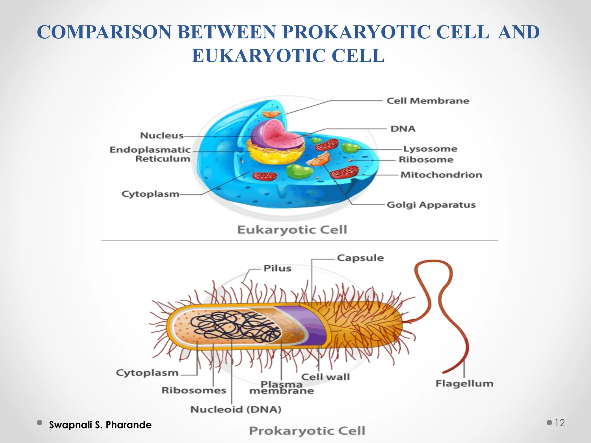 Introduction to Prokaryotes and Eukaryotes.pdf