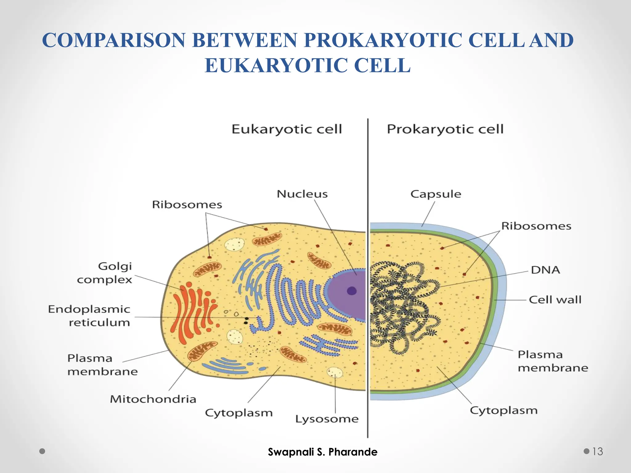 Introduction to Prokaryotes and Eukaryotes.pdf