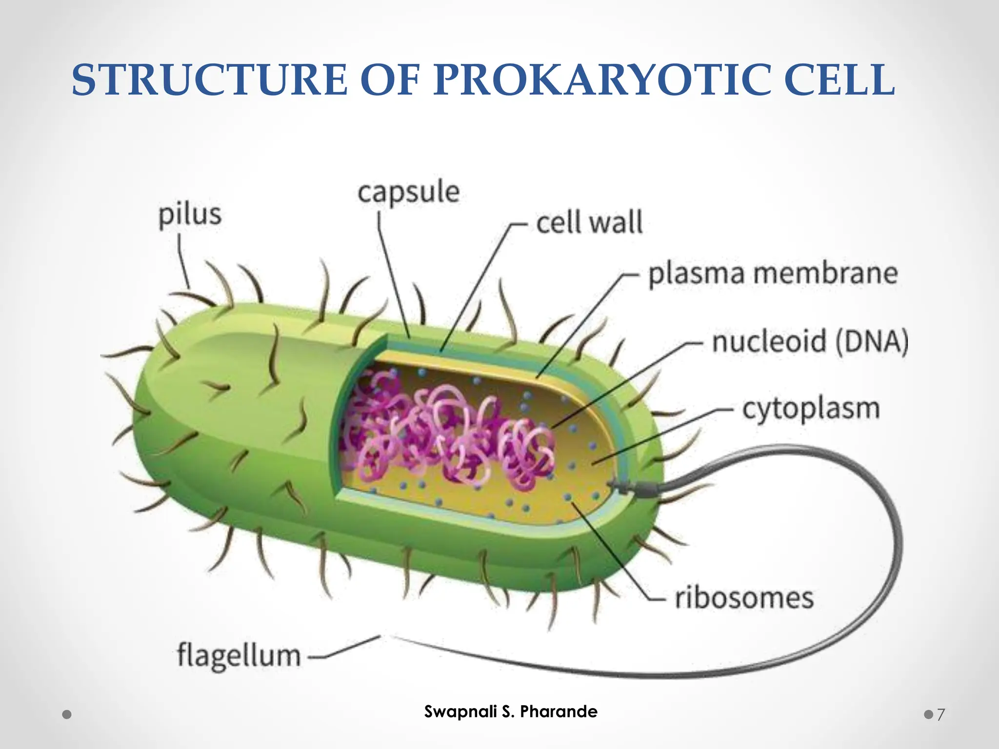 Introduction to Prokaryotes and Eukaryotes.pdf