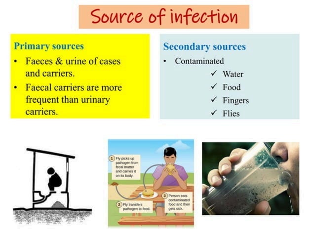 Pathophysiology of Typhoid ,Its clinical manifestation, Treatment. | PPT