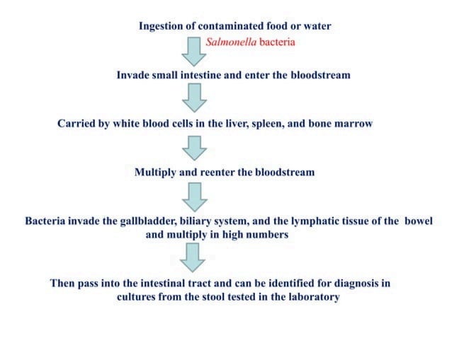 Pathophysiology of Typhoid ,Its clinical manifestation, Treatment. | PPT