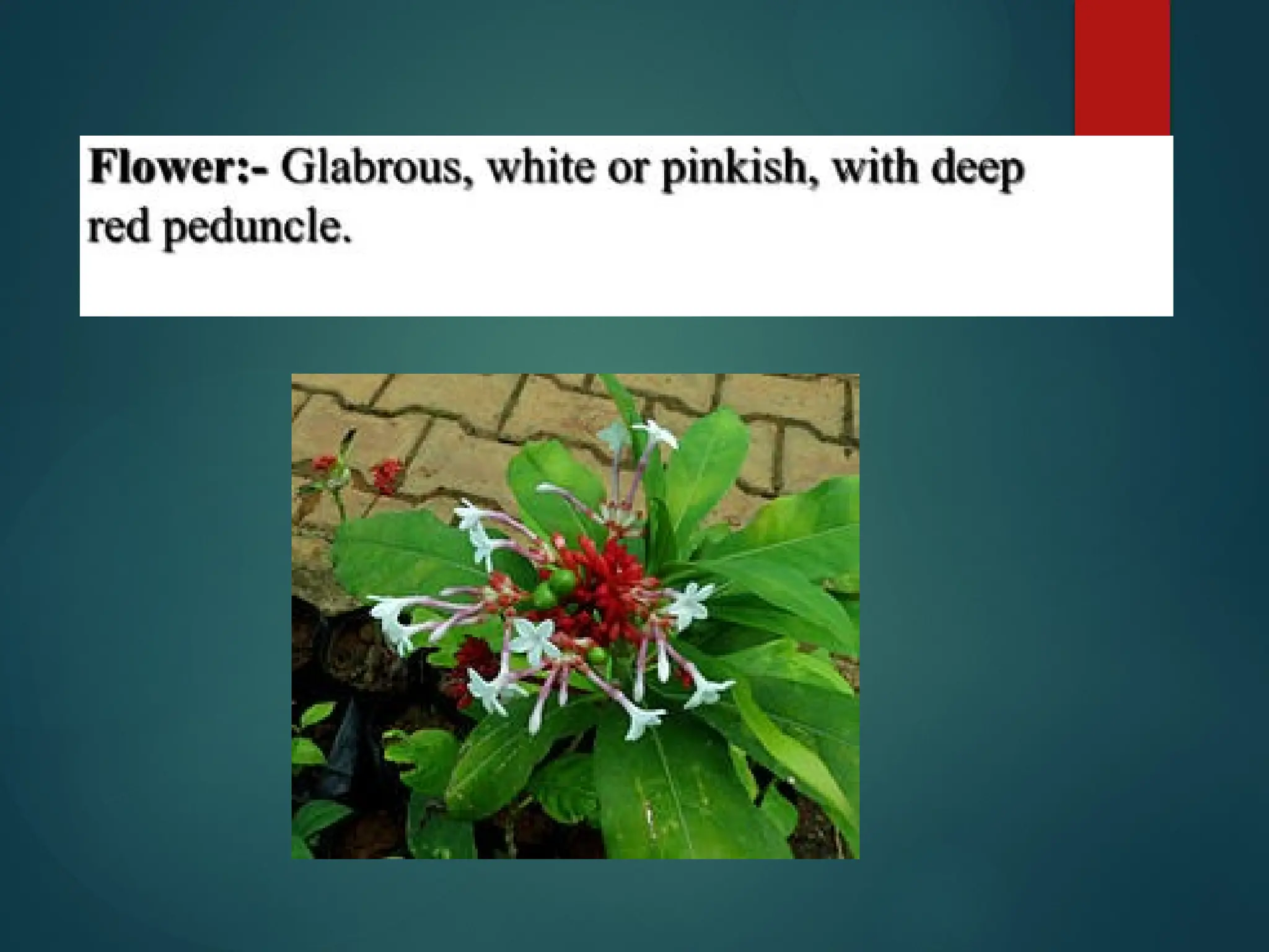 Antihypertensive alkaloid Rauwolfia serpentina.pptx