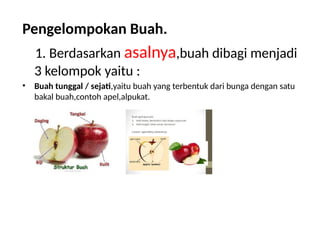 pembentukan buah presentasi ppt biologi buatan saya | PPTX