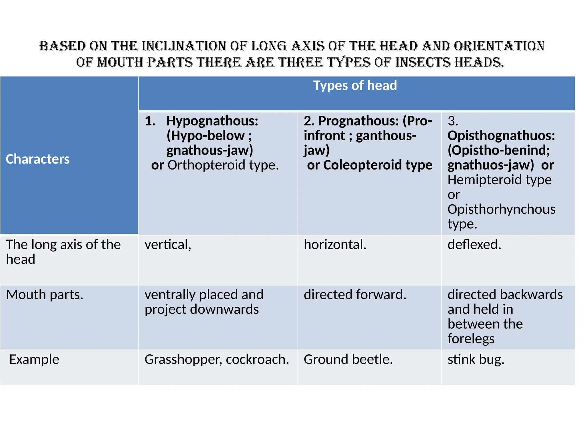 3. Types of insect heads and antennae.pptx