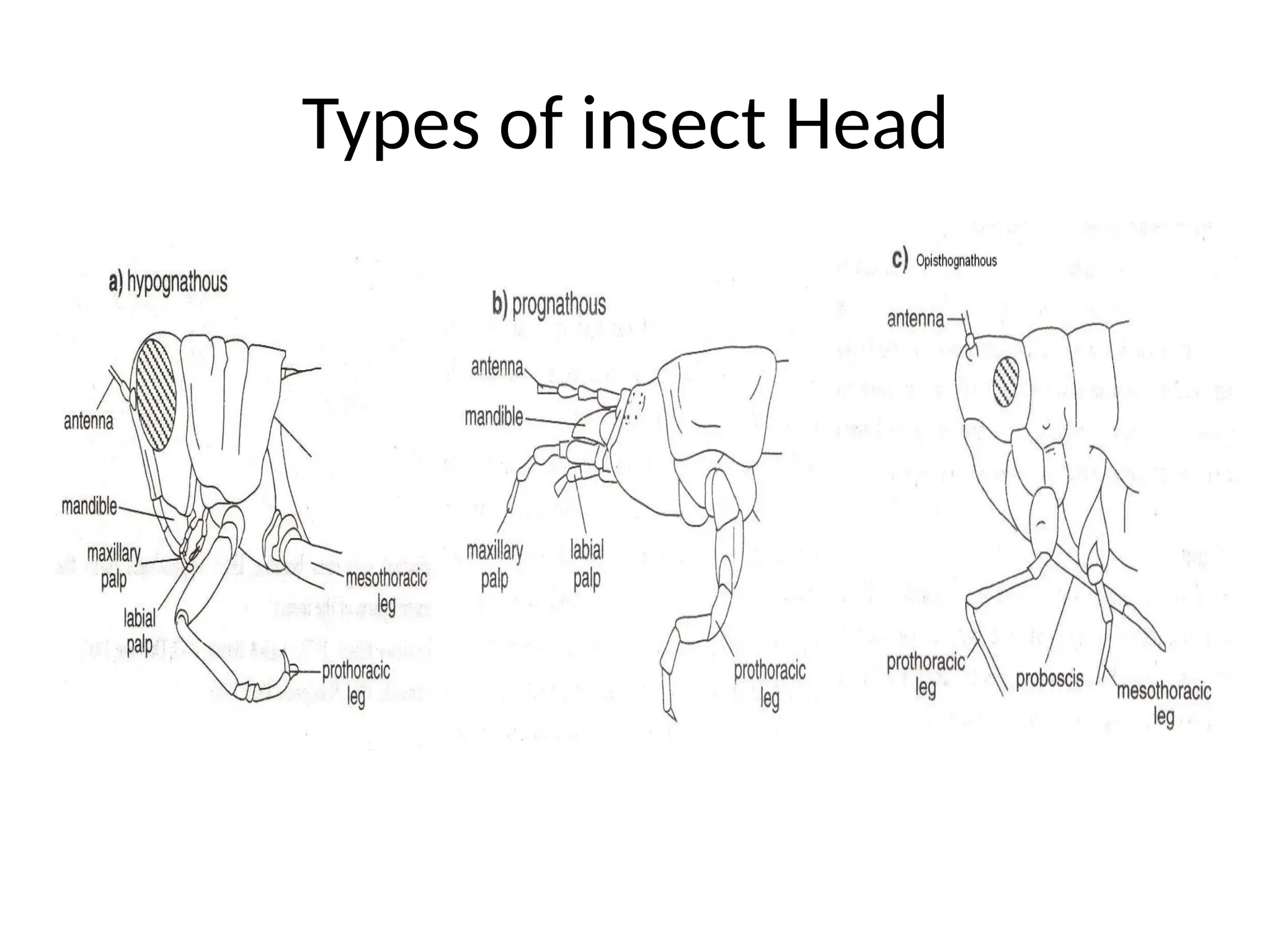 3. Types of insect heads and antennae.pptx