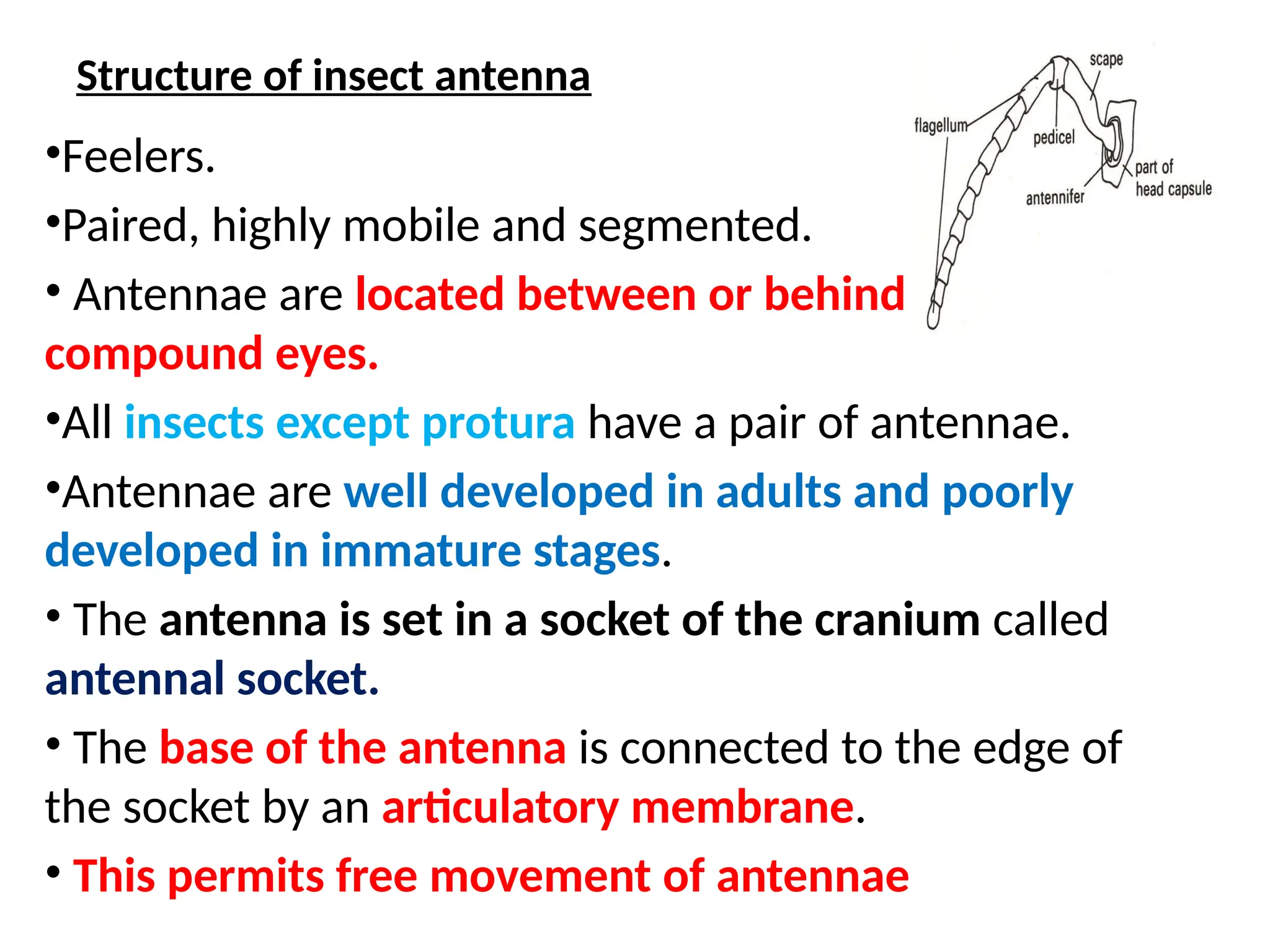 3. Types of insect heads and antennae.pptx