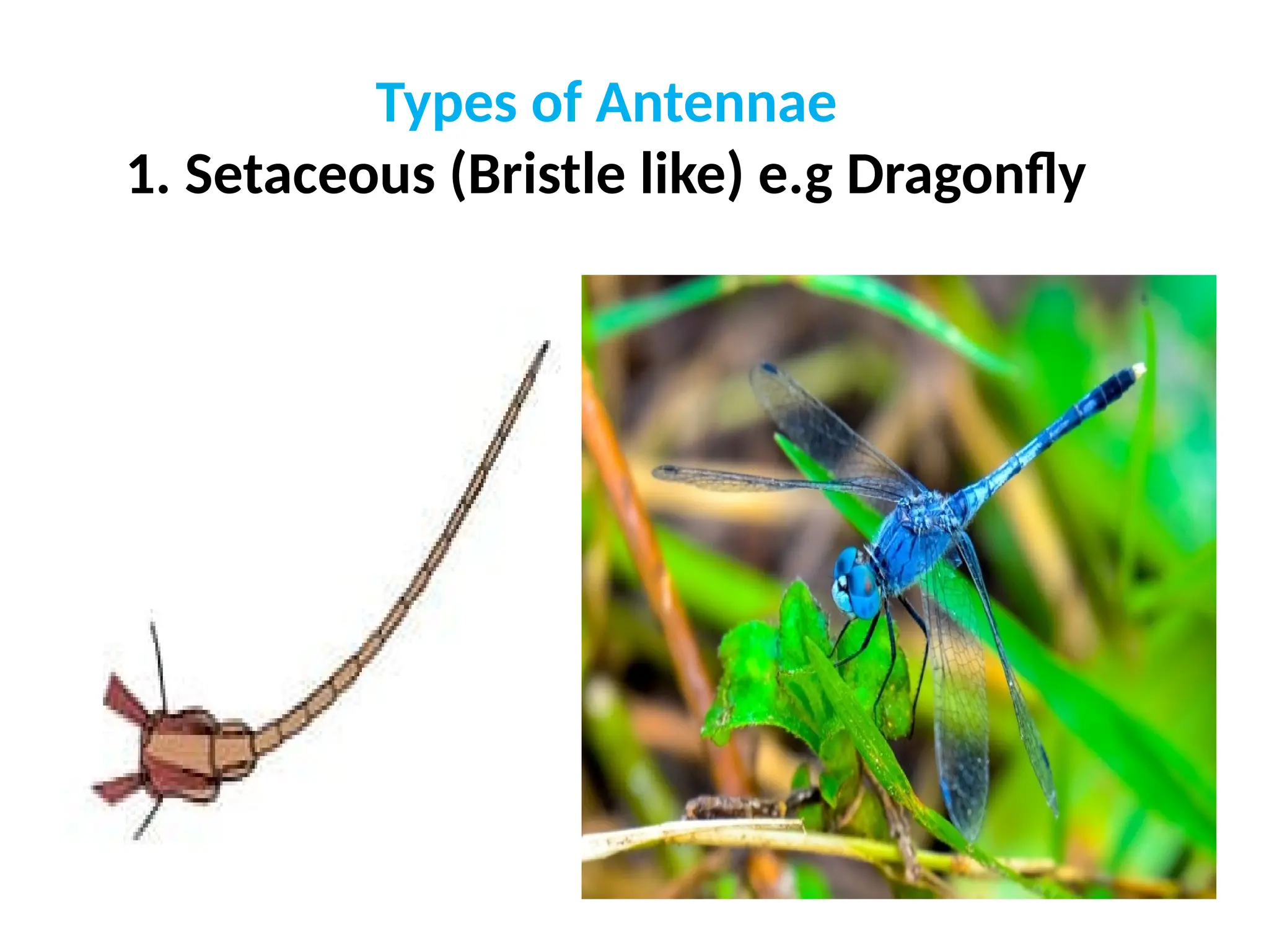 3. Types of insect heads and antennae.pptx