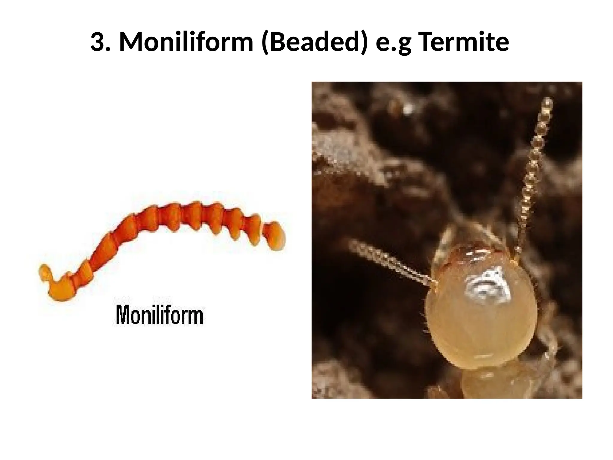 3. Types of insect heads and antennae.pptx
