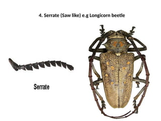 3. Types of insect heads and antennae.pptx