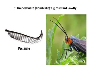3. Types of insect heads and antennae.pptx