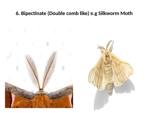 3. Types of insect heads and antennae.pptx | Geography | Science