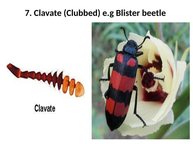 3. Types of insect heads and antennae.pptx | Geography | Science