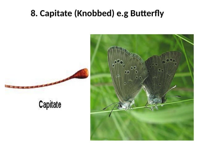 3. Types of insect heads and antennae.pptx | Geography | Science