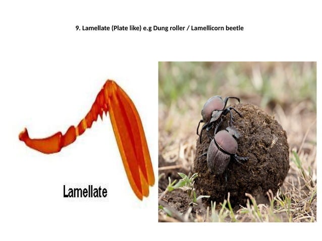 3. Types of insect heads and antennae.pptx | Geography | Science