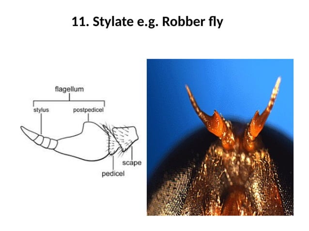 3. Types of insect heads and antennae.pptx | Geography | Science