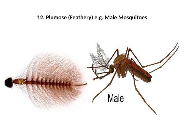3. Types of insect heads and antennae.pptx | Geography | Science