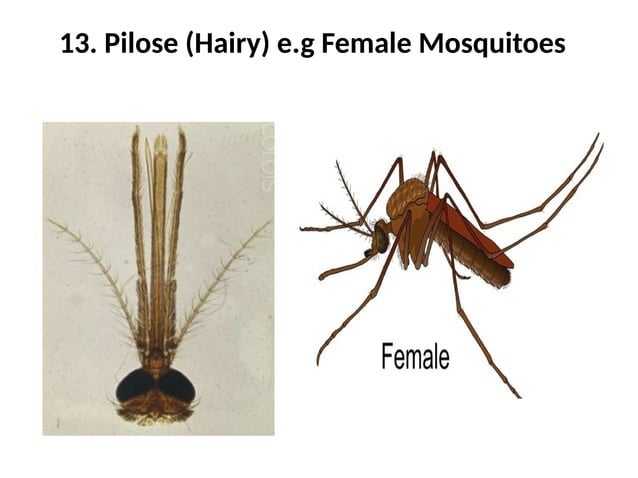 3. Types of insect heads and antennae.pptx | Geography | Science