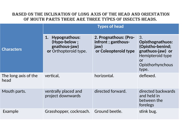 3. Types of insect heads and antennae.pptx | Geography | Science
