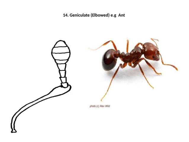 3. Types of insect heads and antennae.pptx | Geography | Science