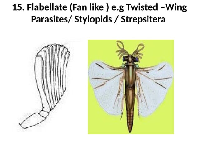 3. Types of insect heads and antennae.pptx | Geography | Science