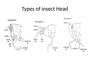 3. Types of insect heads and antennae.pptx