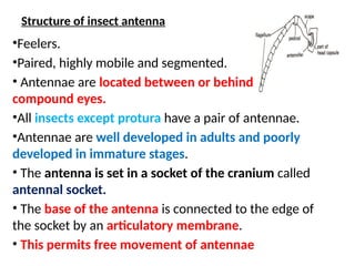 3. Types of insect heads and antennae.pptx