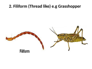 3. Types of insect heads and antennae.pptx