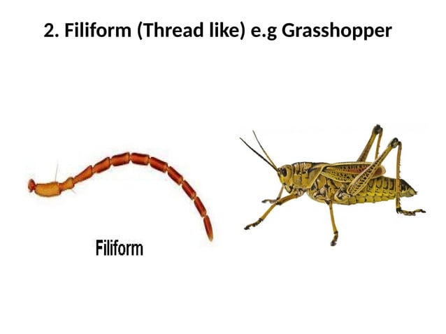 3. Types of insect heads and antennae.pptx | Geography | Science