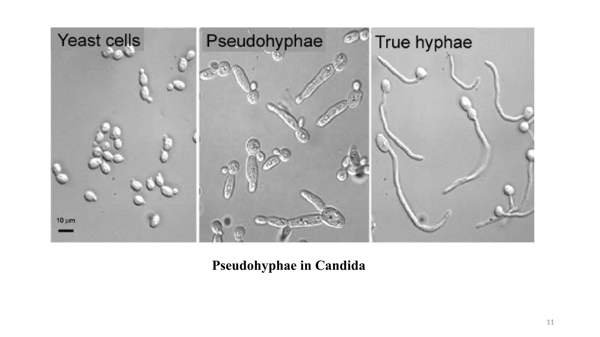 Study of morphology, classification, reproduction or replication and ...