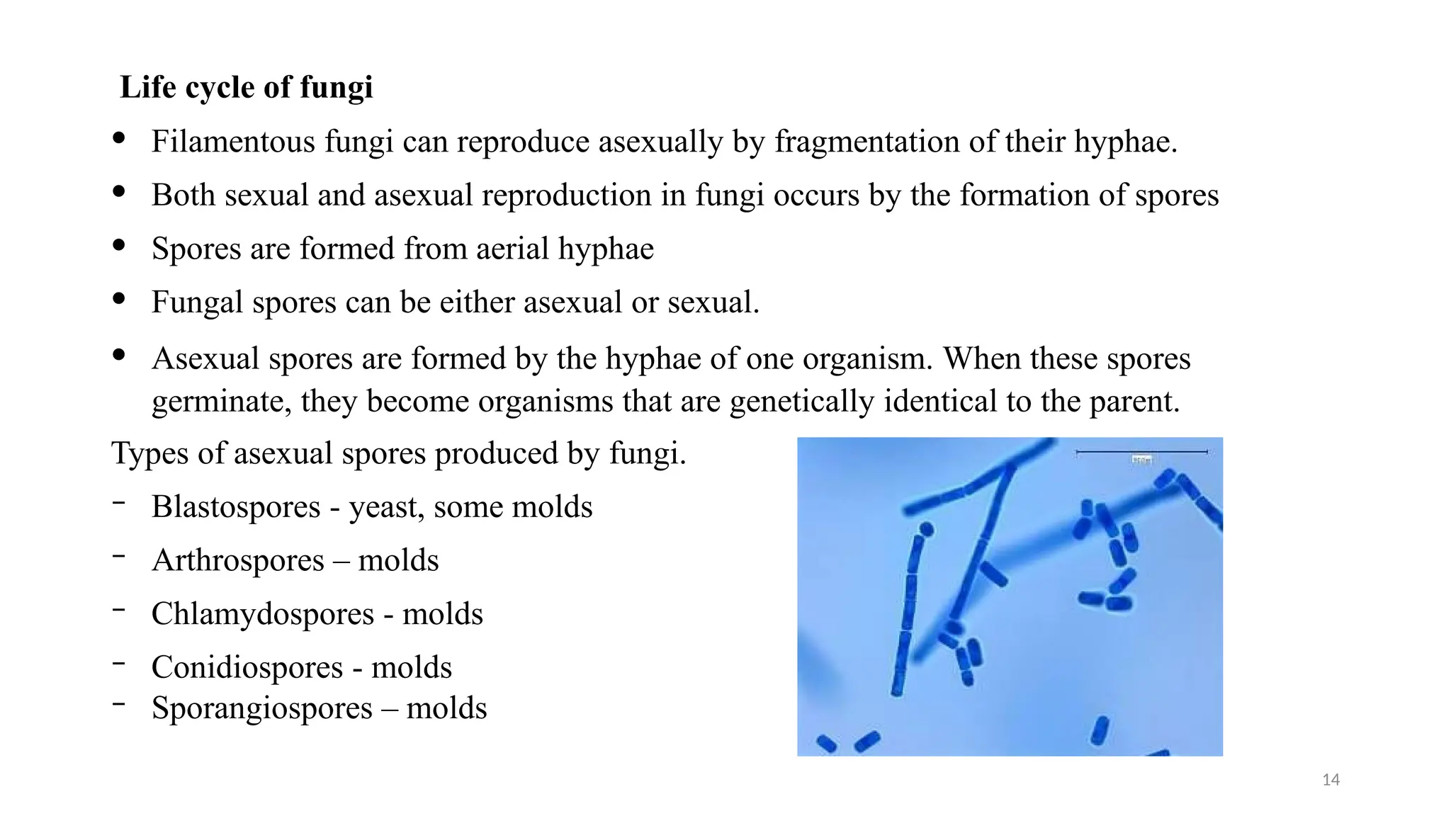 Study of morphology, classification, reproduction or replication and ...