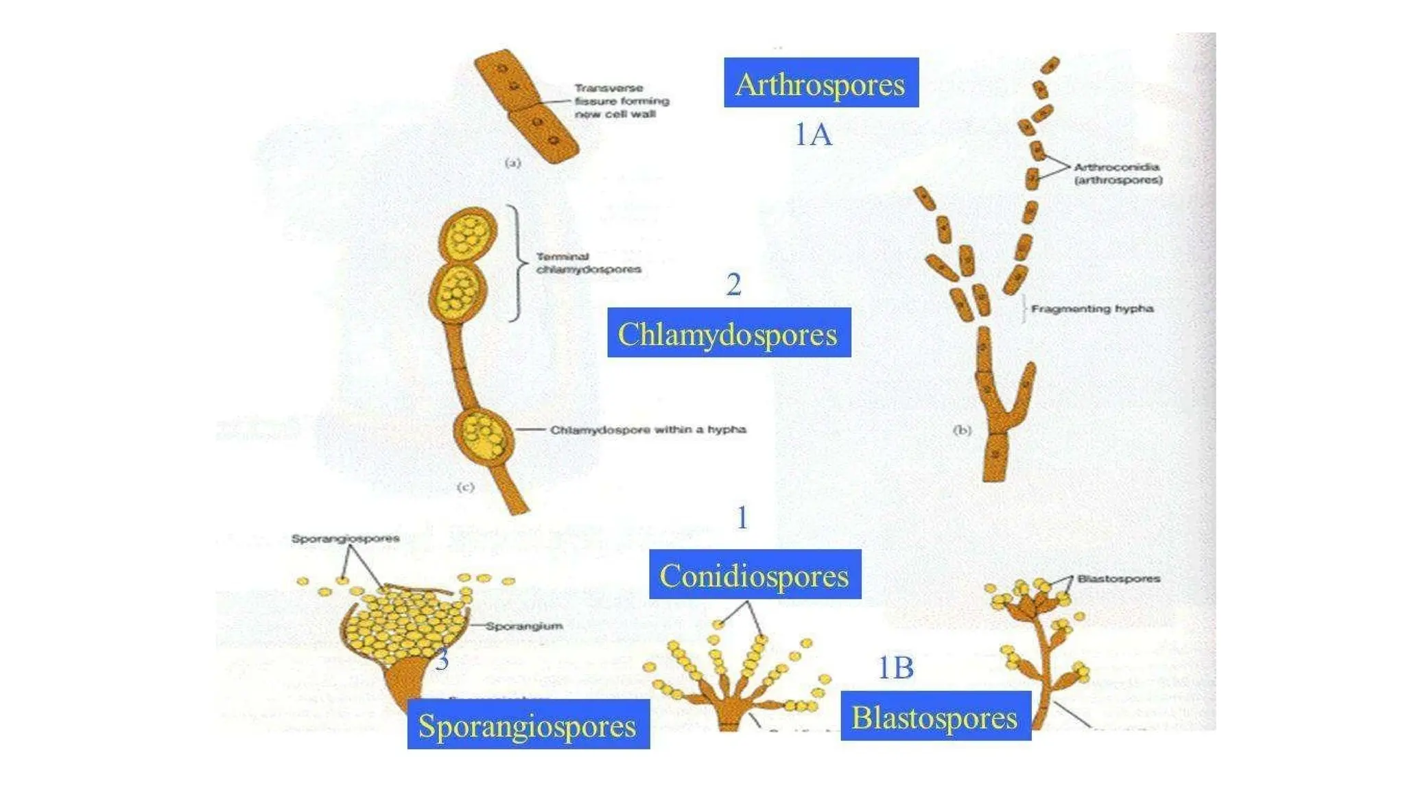 Study of morphology, classification, reproduction or replication and ...