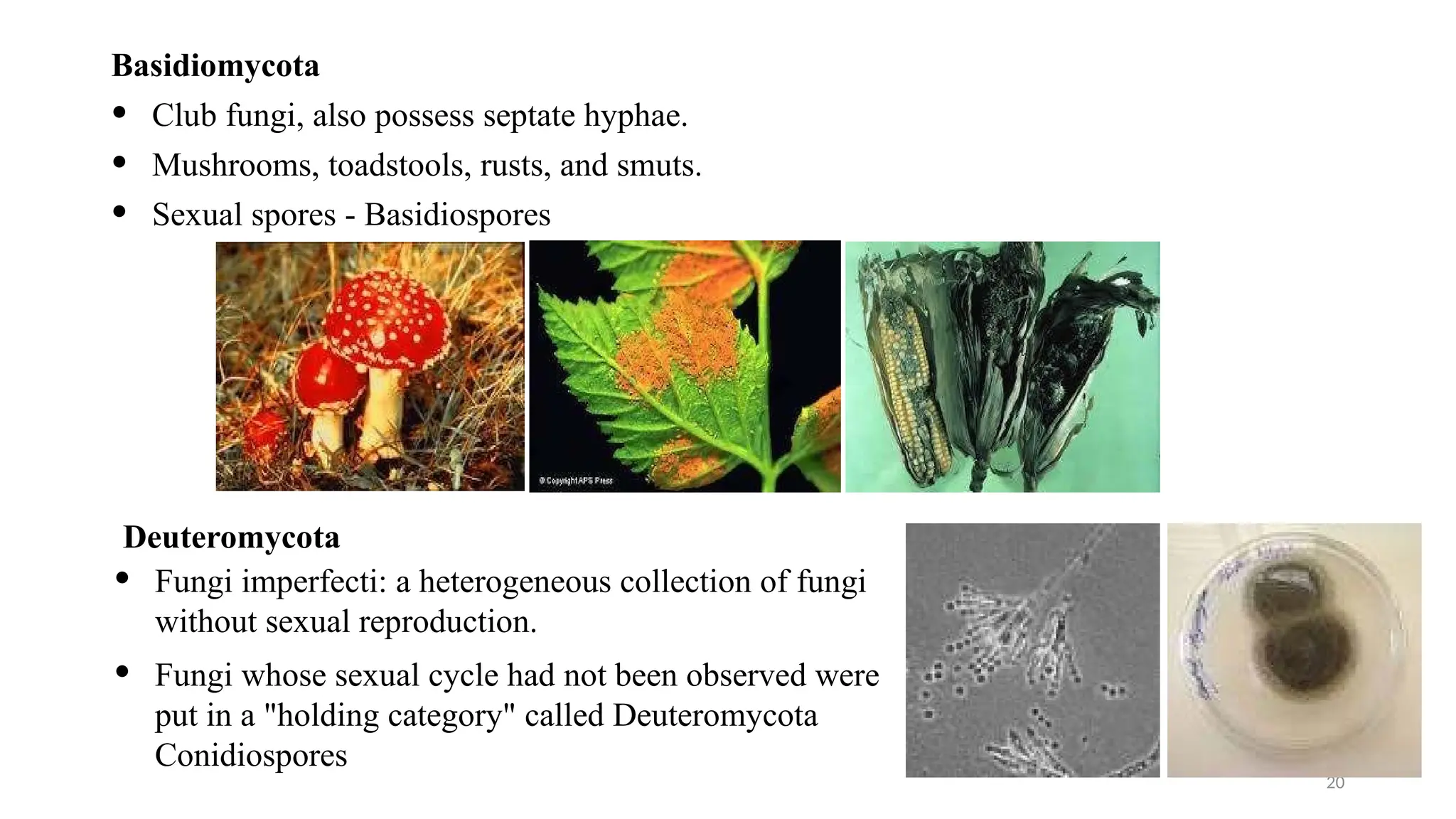 Study of morphology, classification, reproduction or replication and ...