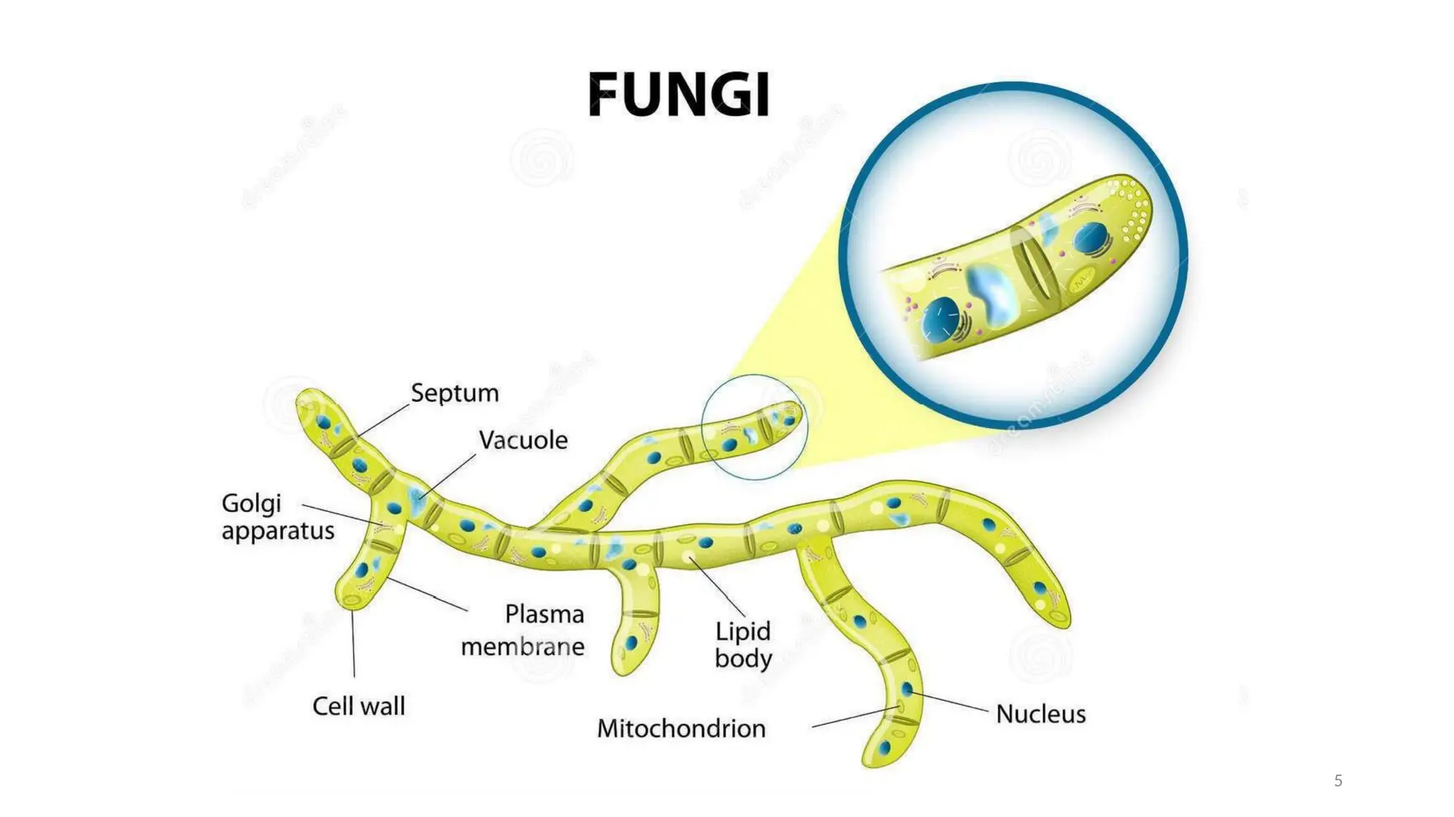 Study of morphology, classification, reproduction or replication and ...