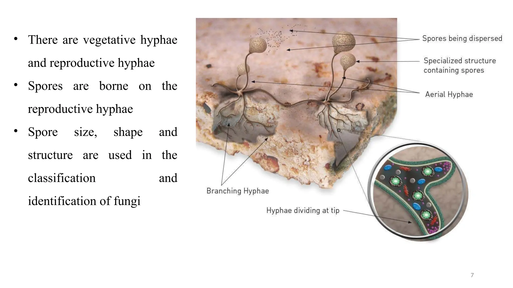 Study of morphology, classification, reproduction or replication and ...