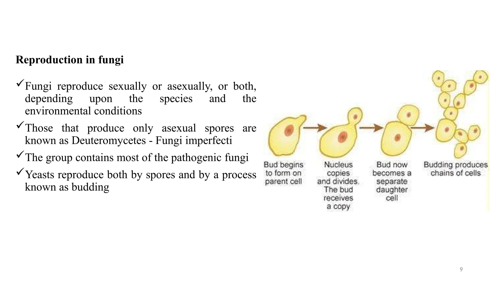 Study of morphology, classification, reproduction or replication and ...