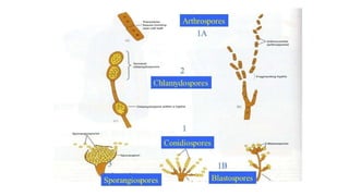Study of morphology, classification, reproduction or replication and ...