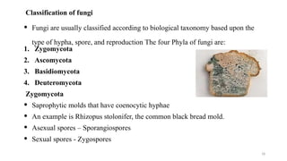 Study of morphology, classification, reproduction or replication and ...